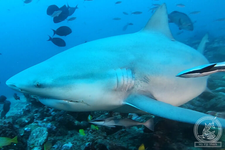 Ana – Fiji Shark Lab