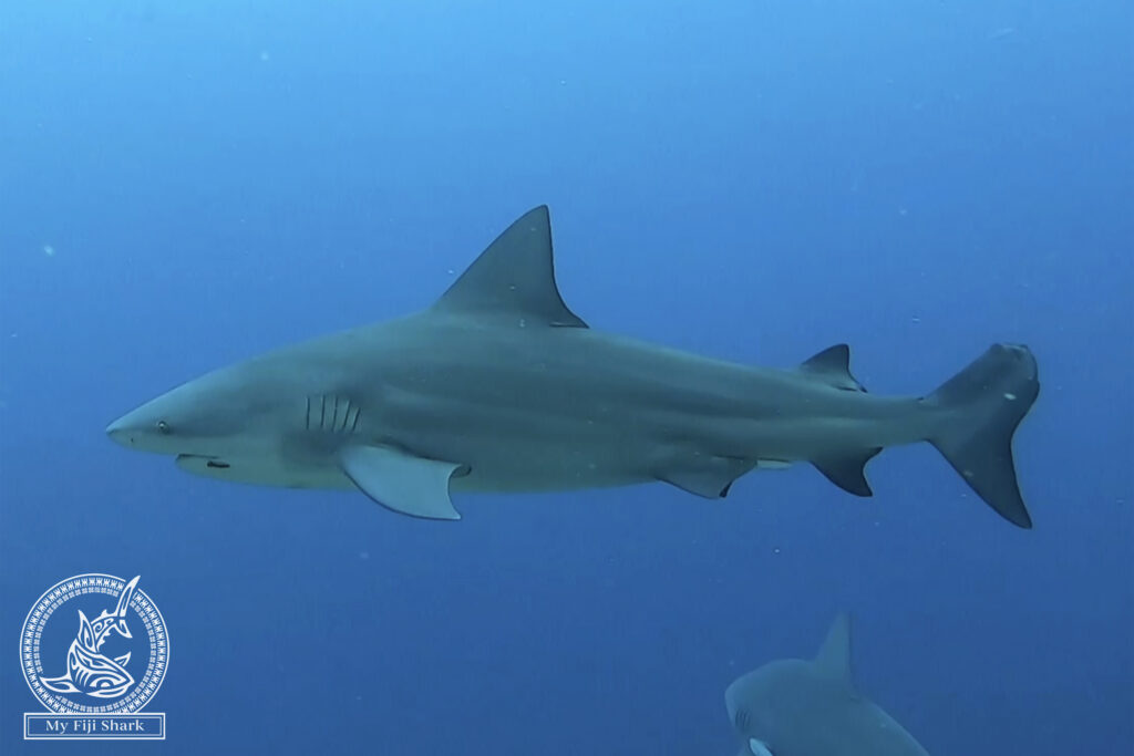 Leka – Fiji Shark Lab