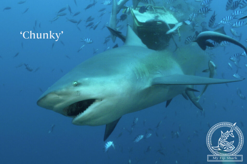 Chunky – Fiji Shark Lab