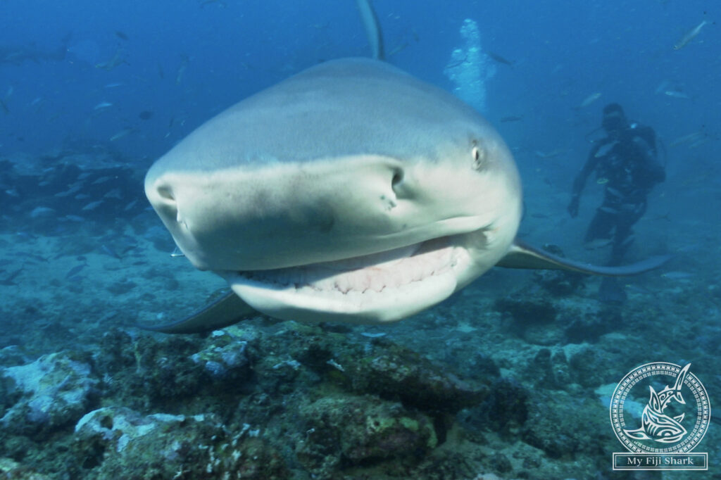 JJ – Fiji Shark Lab