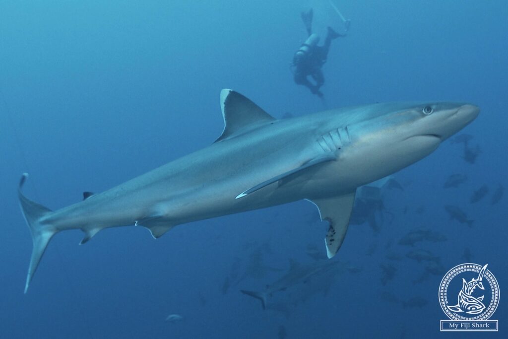 Riddler – Fiji Shark Lab