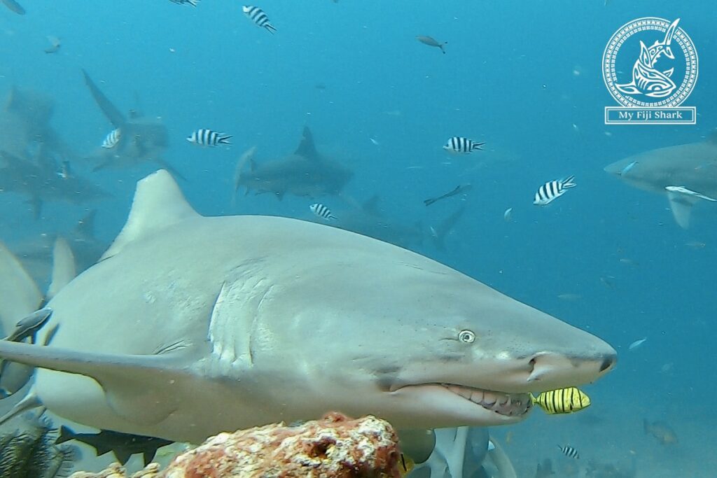 Short Stack – Fiji Shark Lab