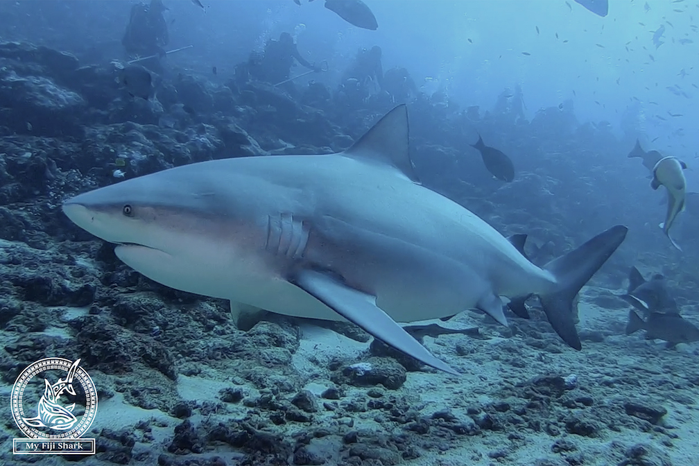 Long John – Fiji Shark Lab