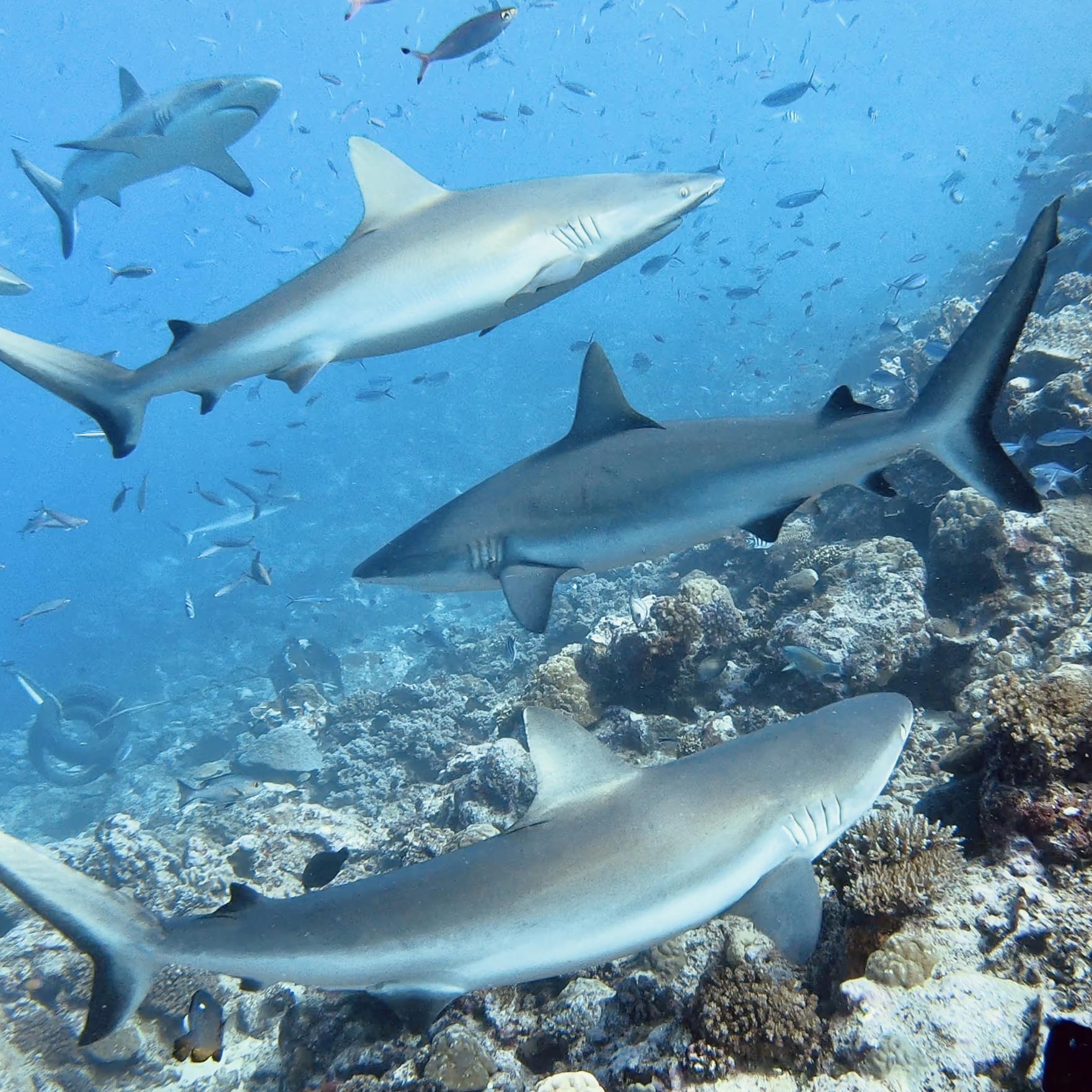 Fiji Shark Lab – Research, Conservation and Education for Elasmobranchs ...