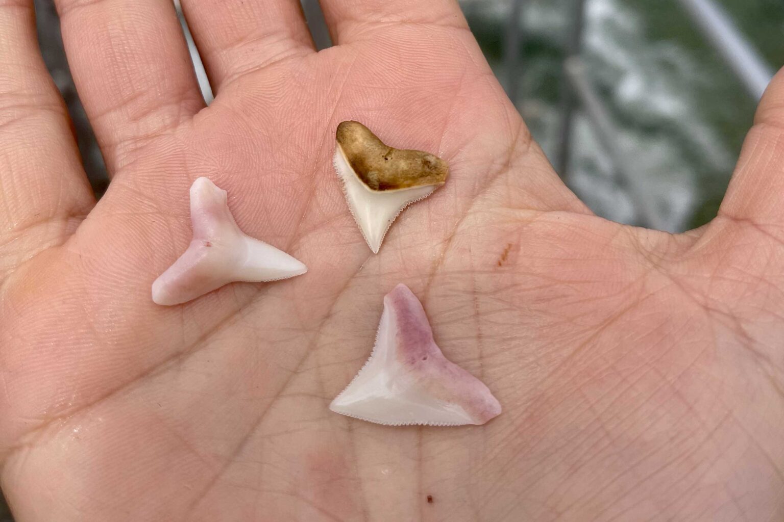 Contact – Fiji Shark Lab